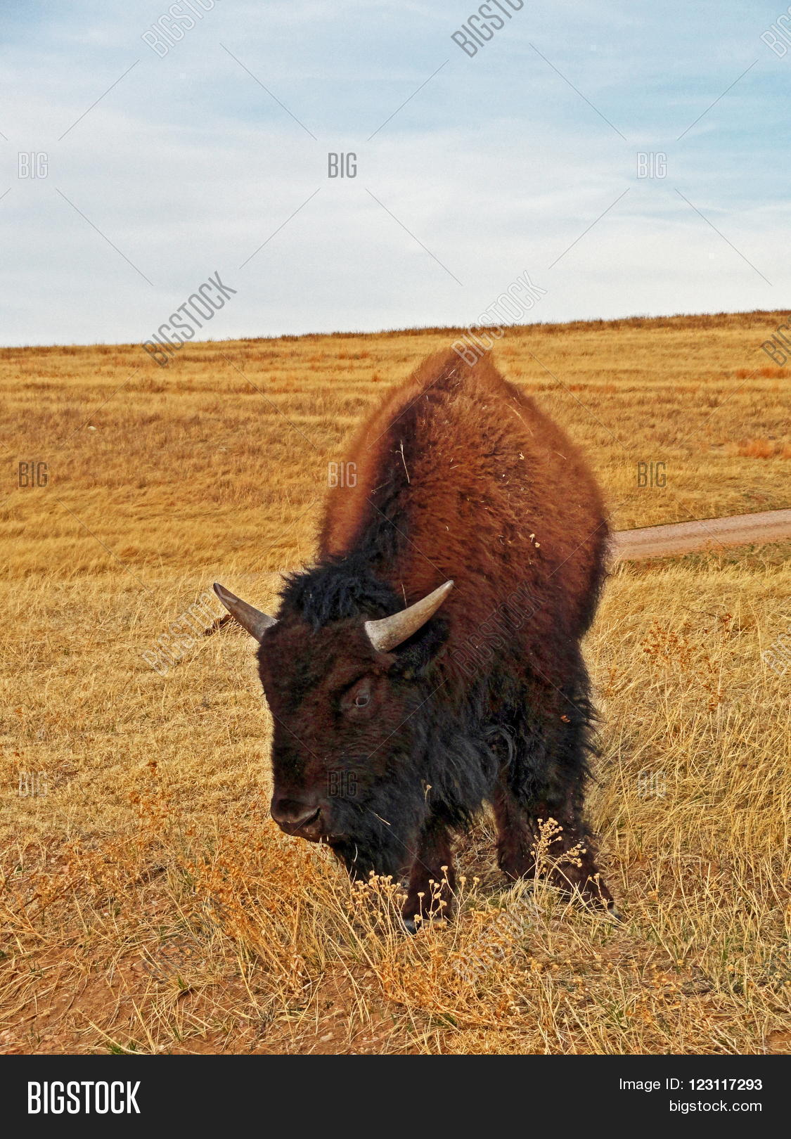 Young American Bison Image & Photo (Free Trial) | Bigstock