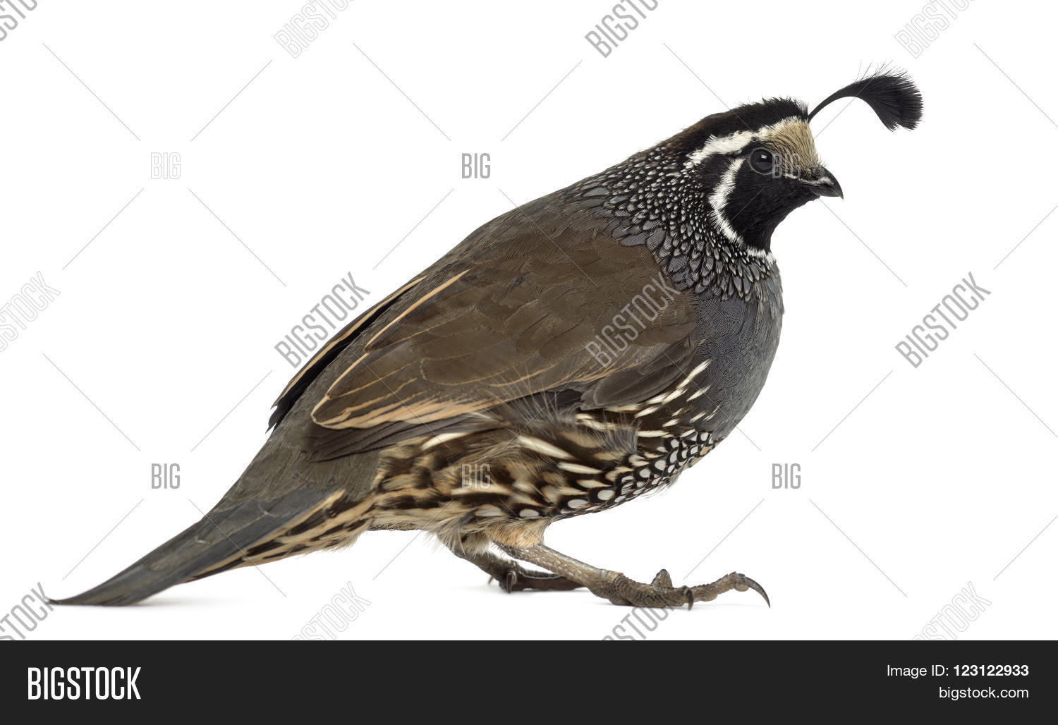 Galliforme Isolated On Image & Photo (Free Trial) | Bigstock