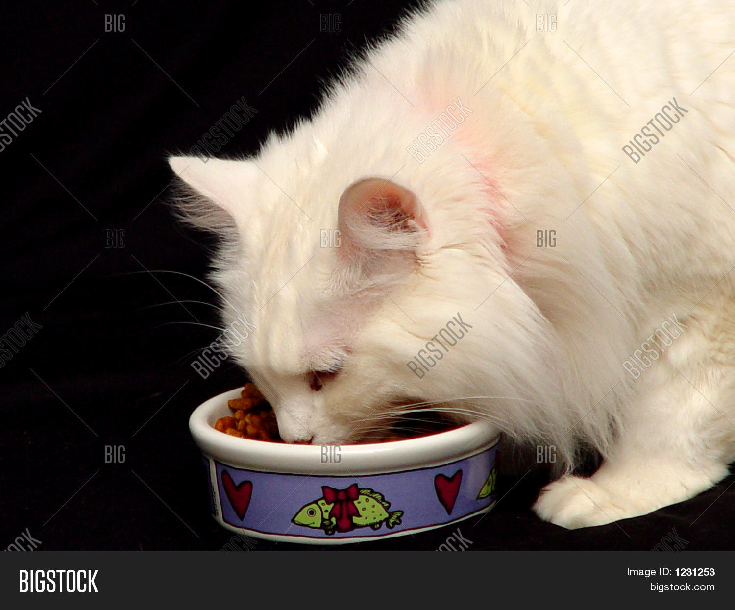 Cat Eating Food Image & Photo (Free Trial) | Bigstock