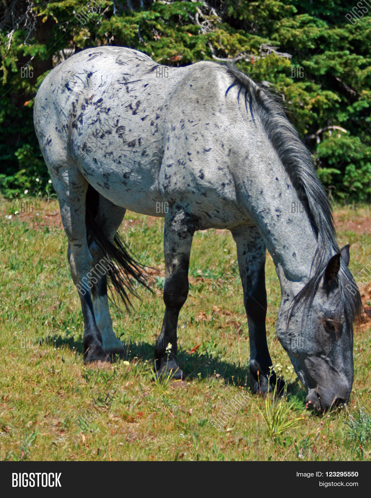 Wild Horse Mustang Gray Grulla Roan Image & Photo | Bigstock