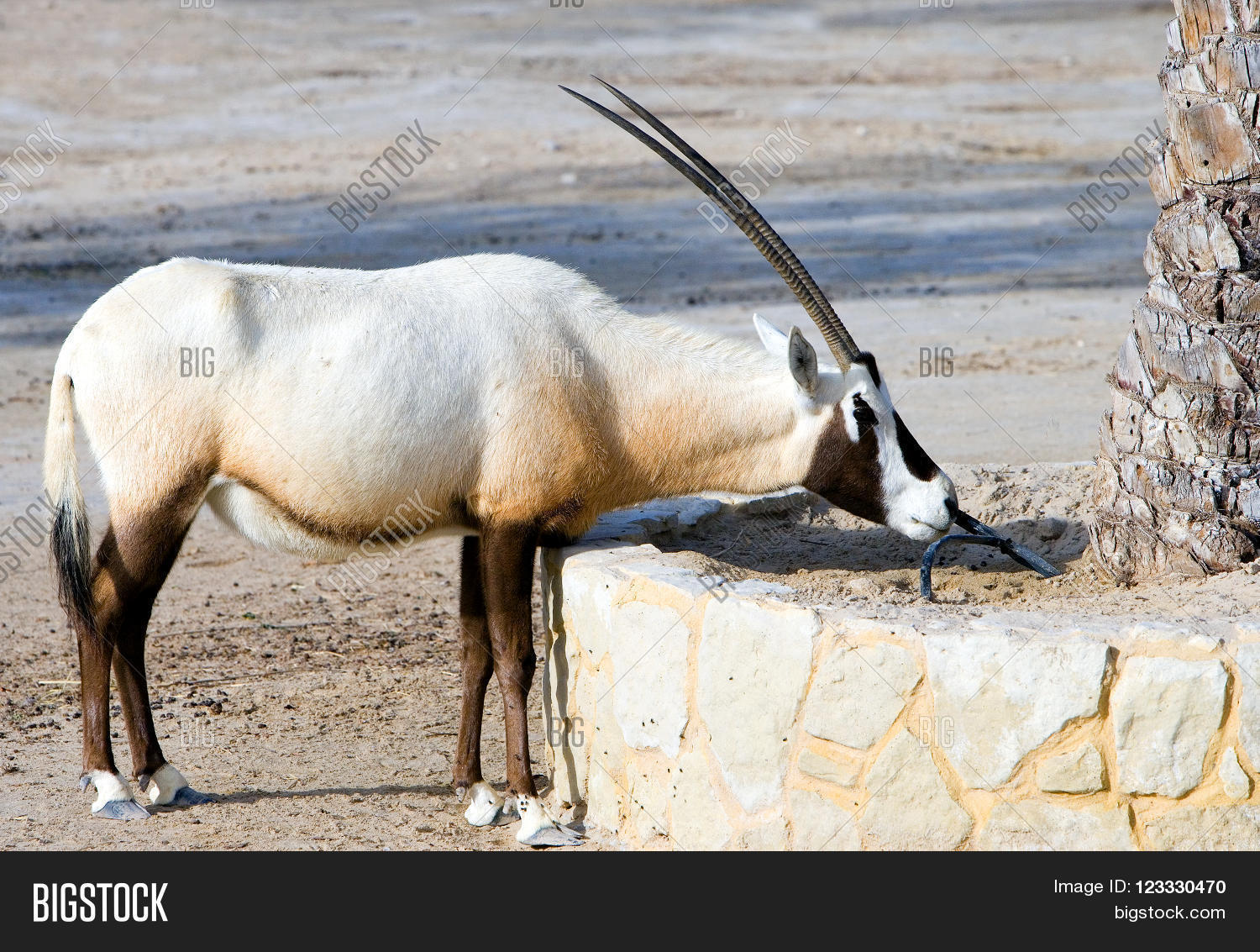 Bahrain, Arabian Oryx Image & Photo (Free Trial) | Bigstock