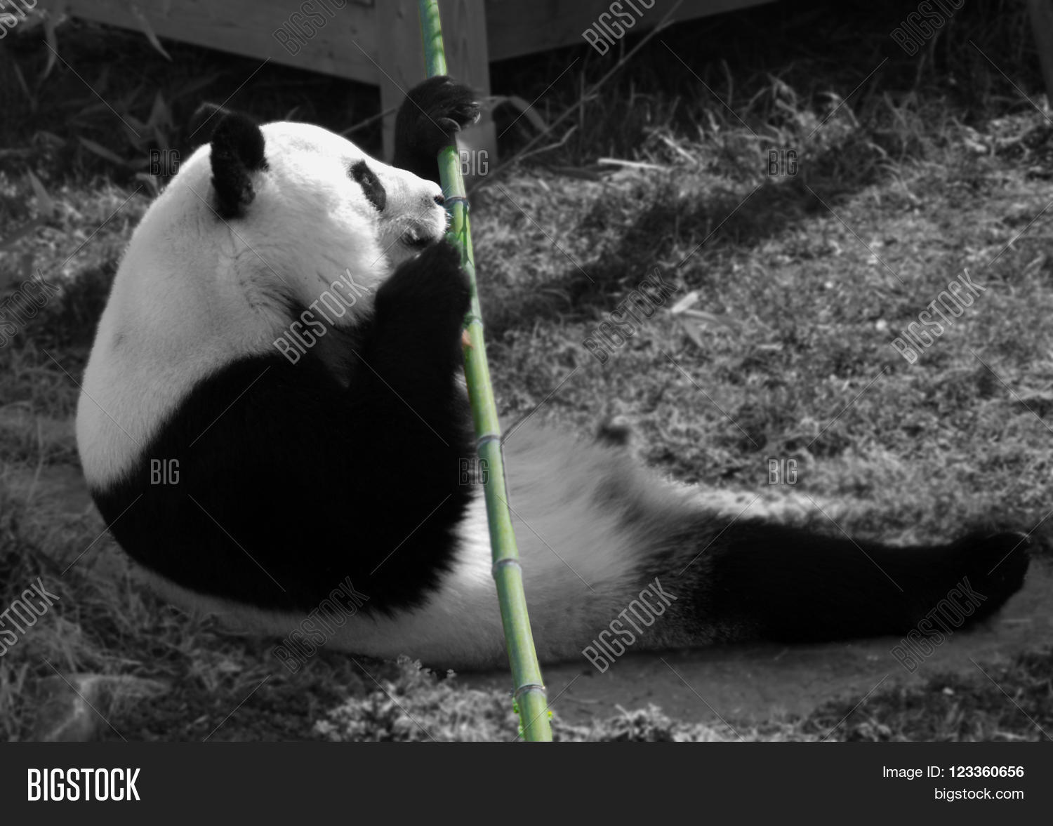 Oso Panda Comiendo Una Image & Photo (Free Trial) | Bigstock