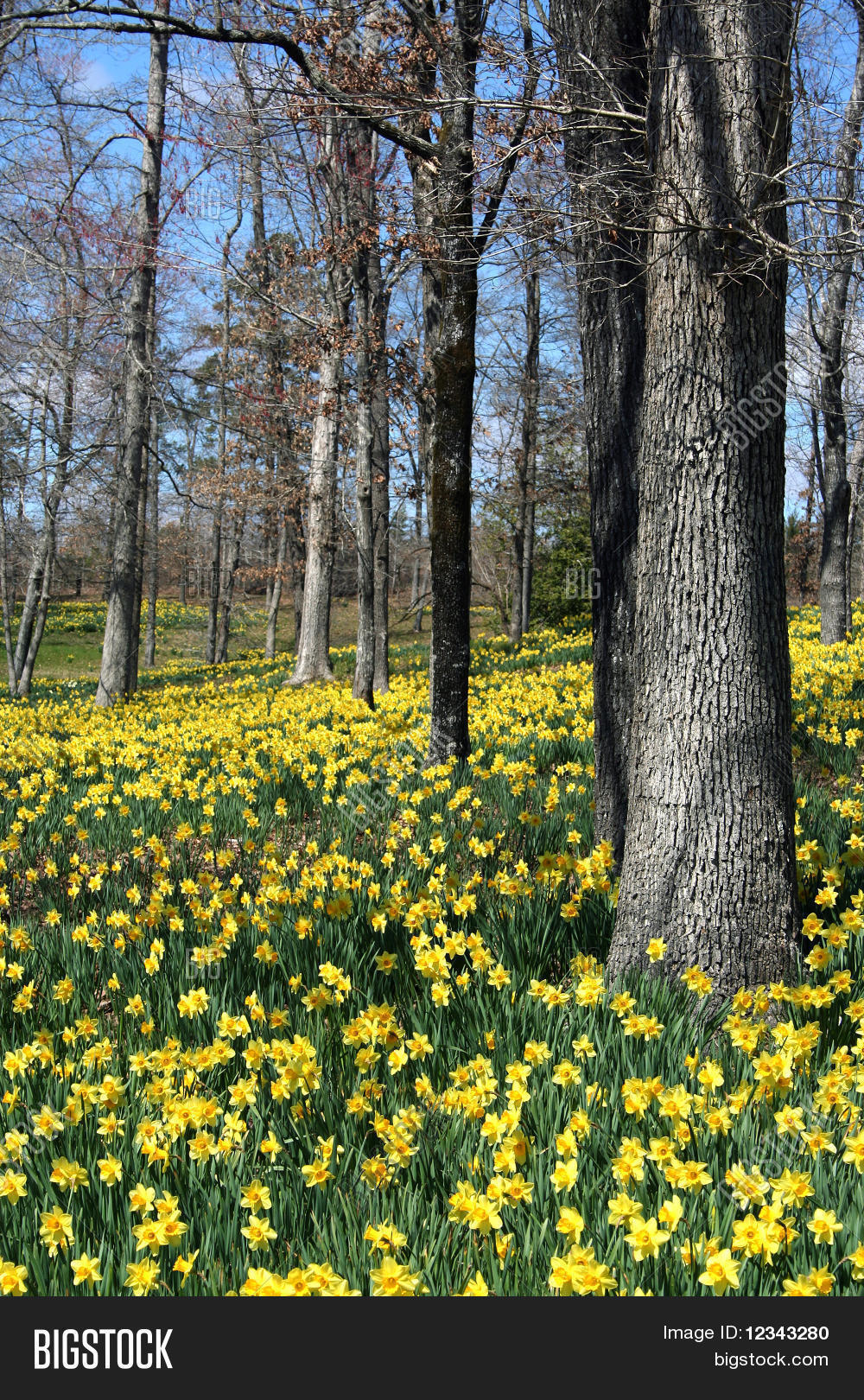Daffodil Field Trees Image & Photo (Free Trial) | Bigstock