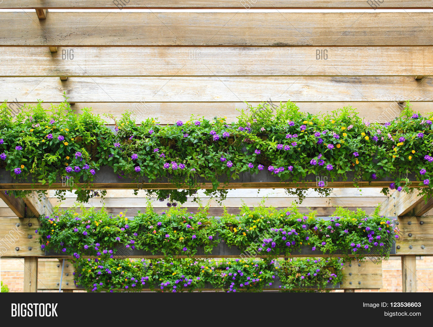 Purple Hedge Flower, Image & Photo (Free Trial) | Bigstock