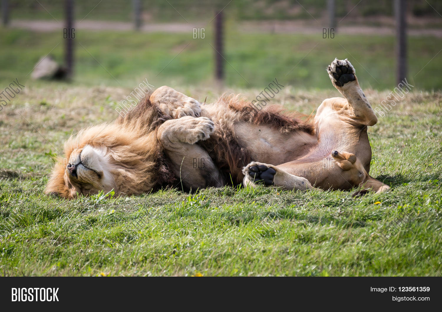 Lion On His Back Image & Photo (Free Trial) | Bigstock