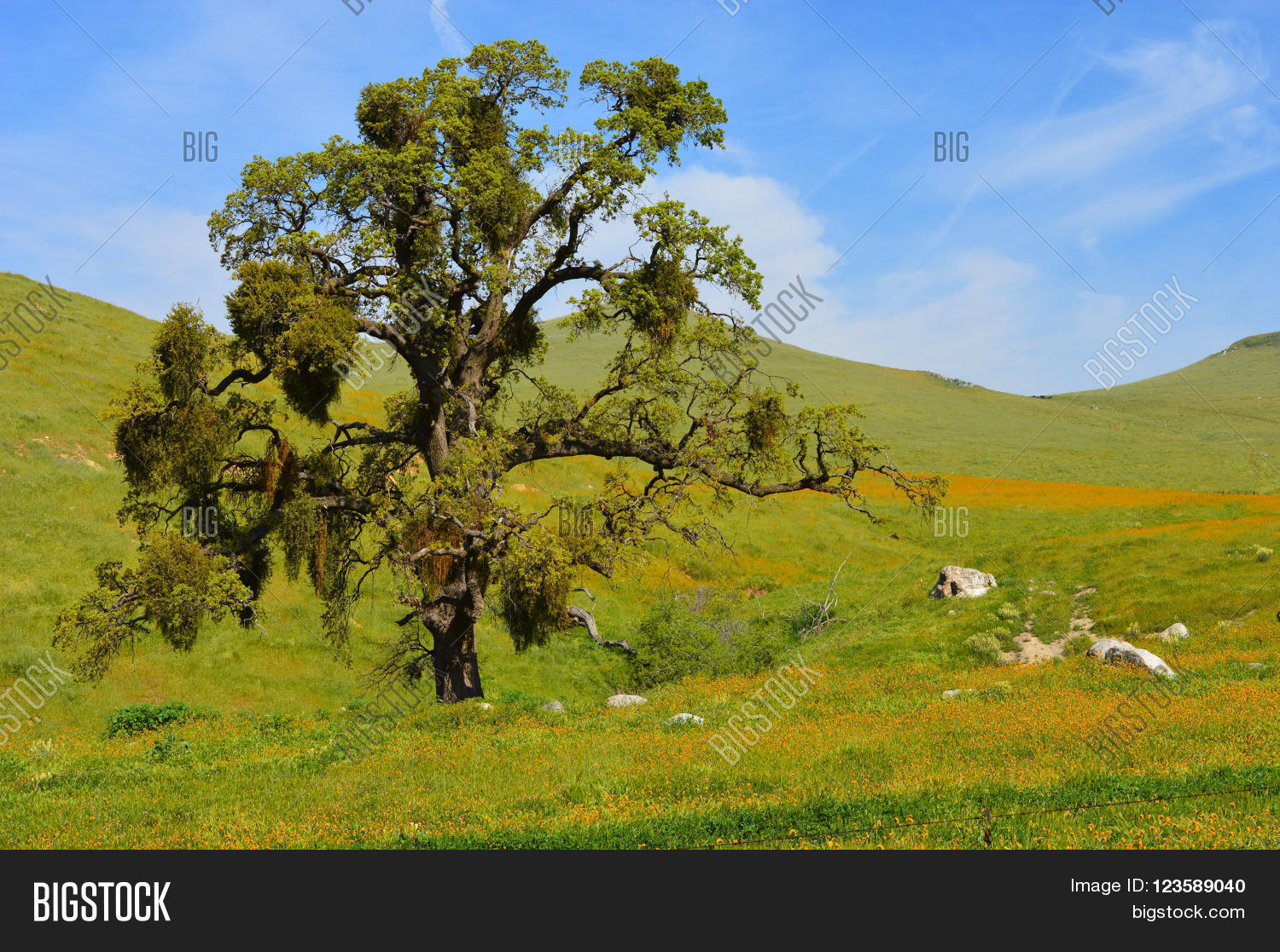 Large Oak Tree Yellow Image & Photo (Free Trial) | Bigstock