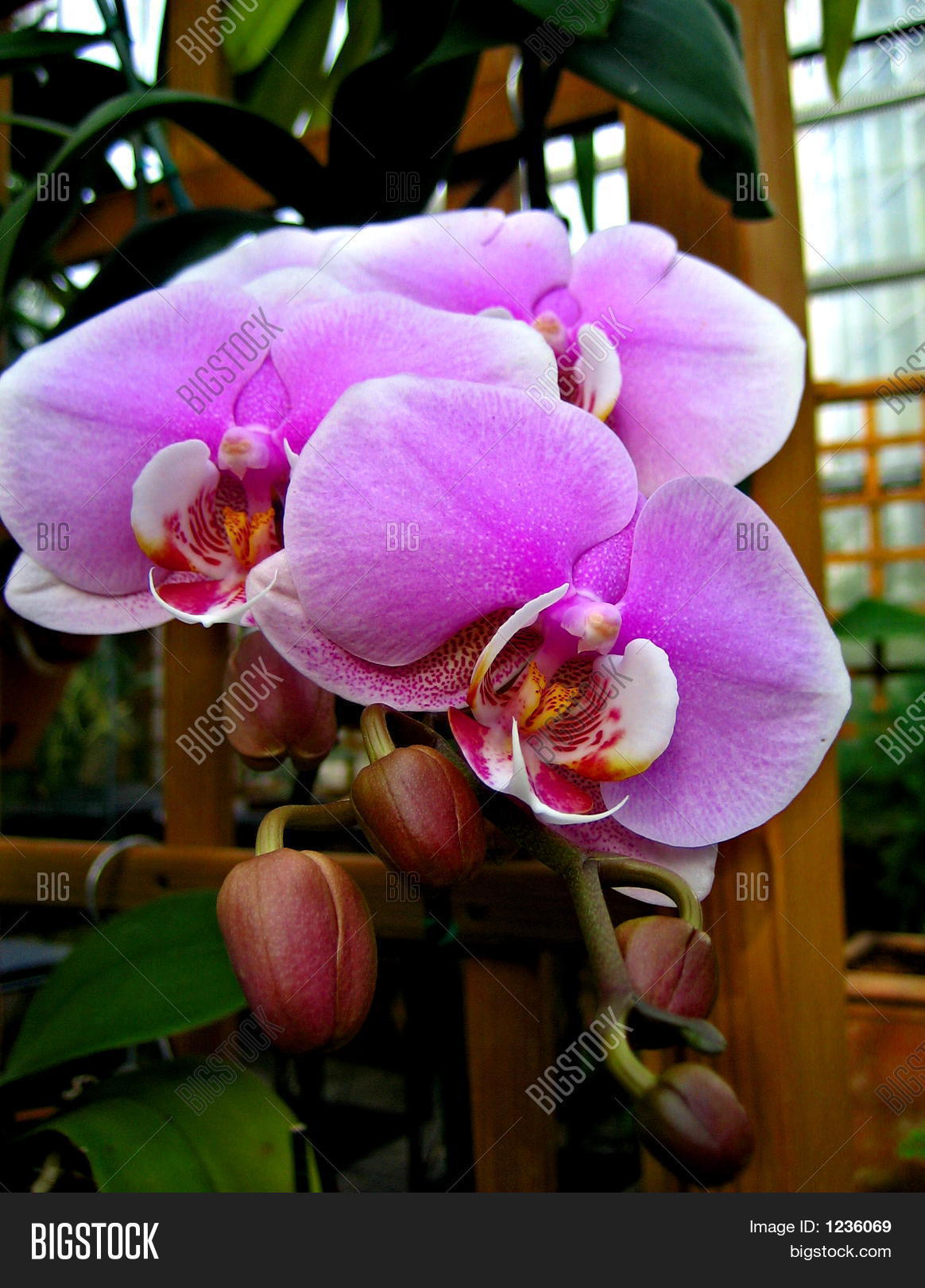 Pink Orchid Image & Photo (Free Trial) | Bigstock