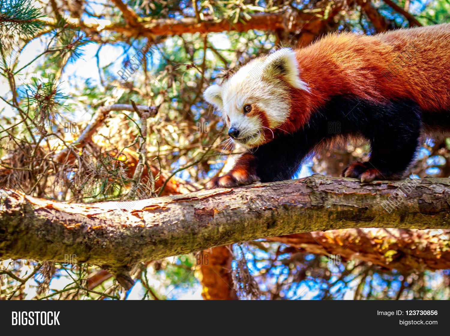 Red Panda On Tree Image & Photo (Free Trial) | Bigstock