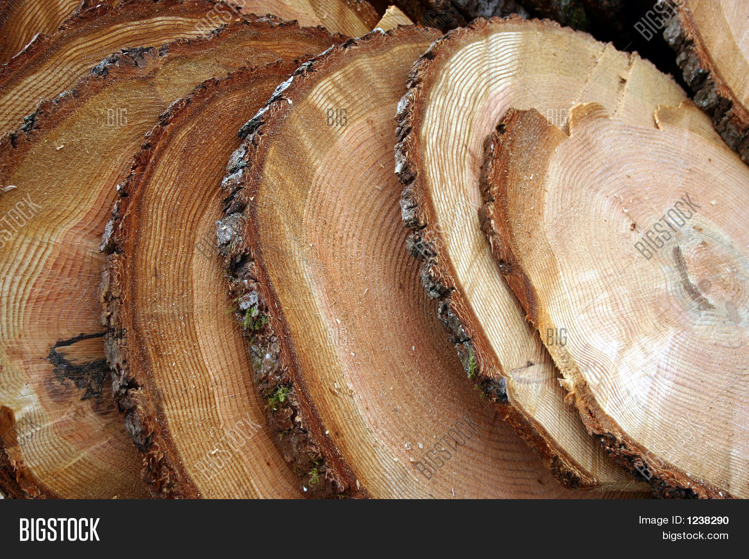 Log Rounds Image & Photo (Free Trial) | Bigstock