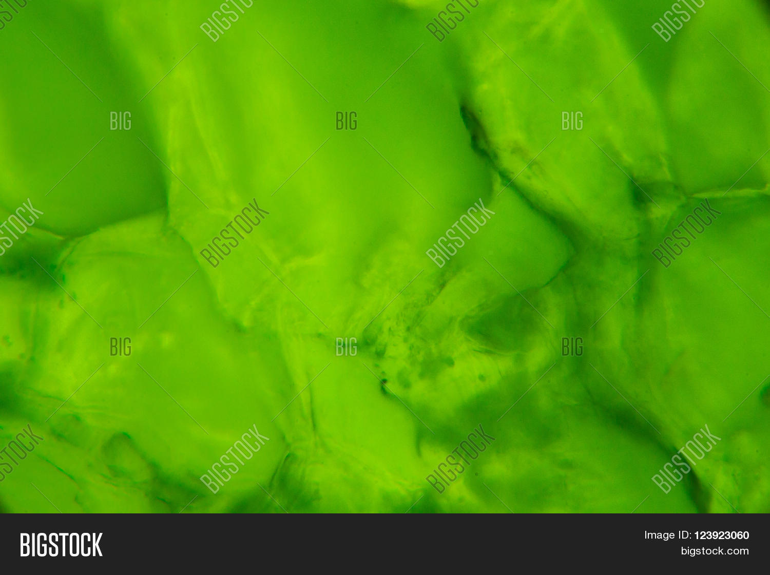 Many Cucumber Cells Image & Photo (Free Trial) | Bigstock