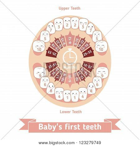 Temporary Teeth - Vector & Photo (Free Trial) | Bigstock