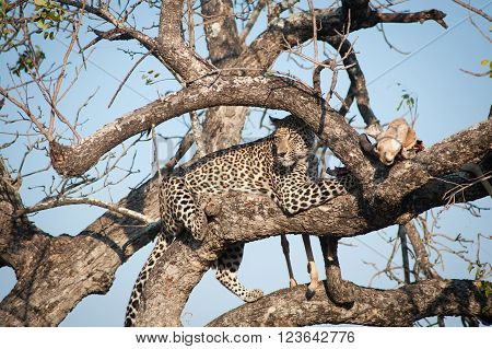 Leopard Feeding On Image & Photo (Free Trial) | Bigstock