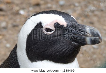 Penguin Face Image & Photo (Free Trial) | Bigstock