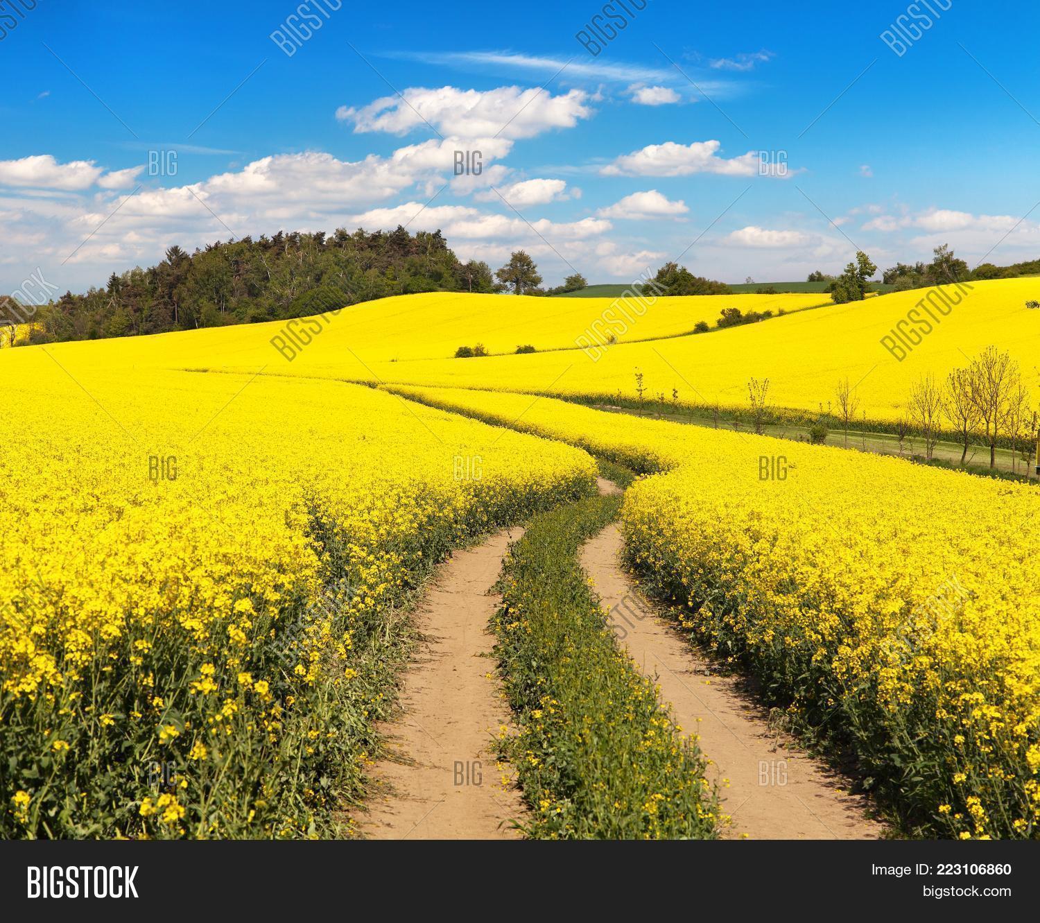 Field Rapeseed, Canola Image & Photo (Free Trial) | Bigstock