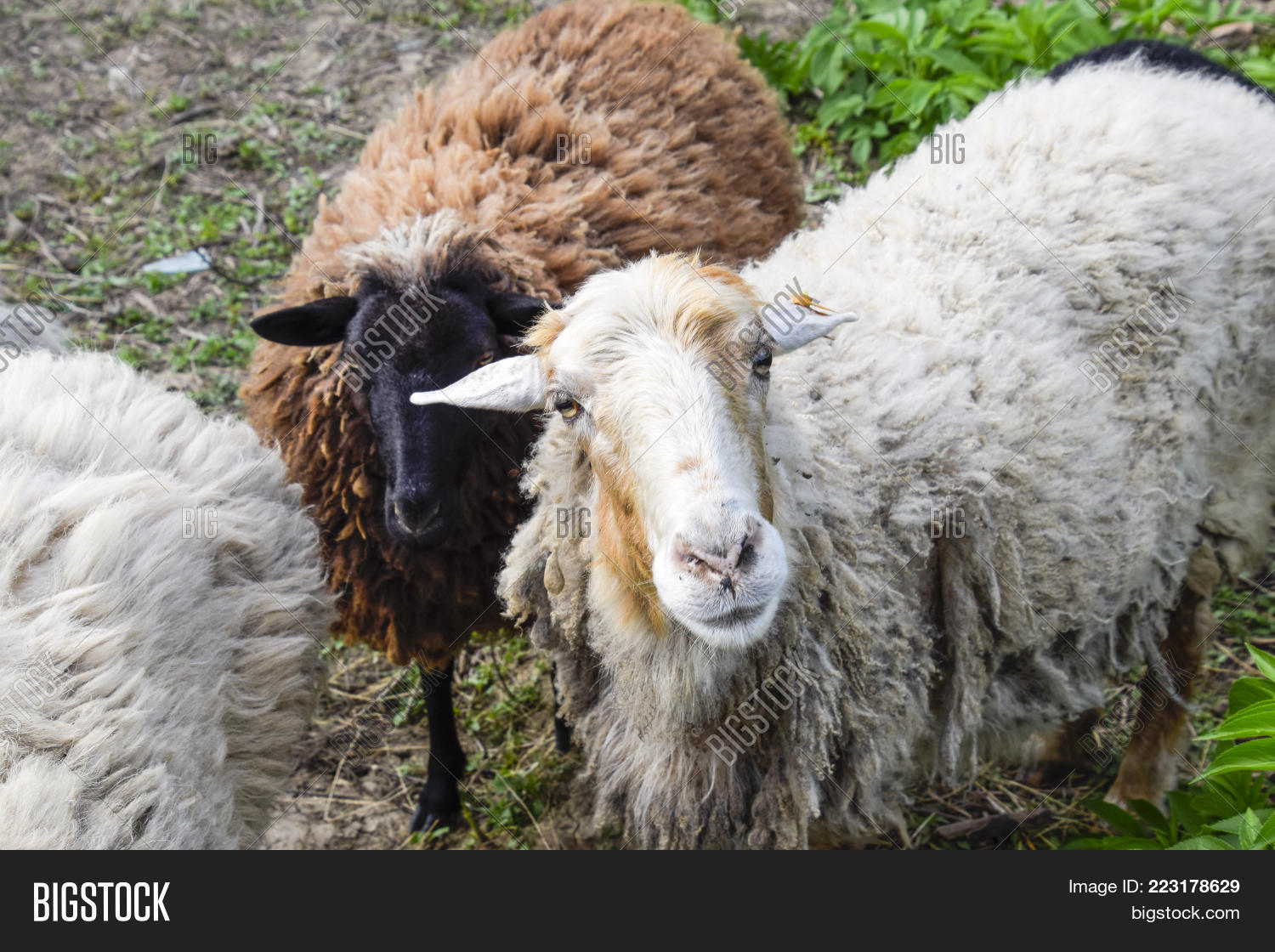 Sheep Pasture. Grazing Image & Photo (Free Trial) | Bigstock