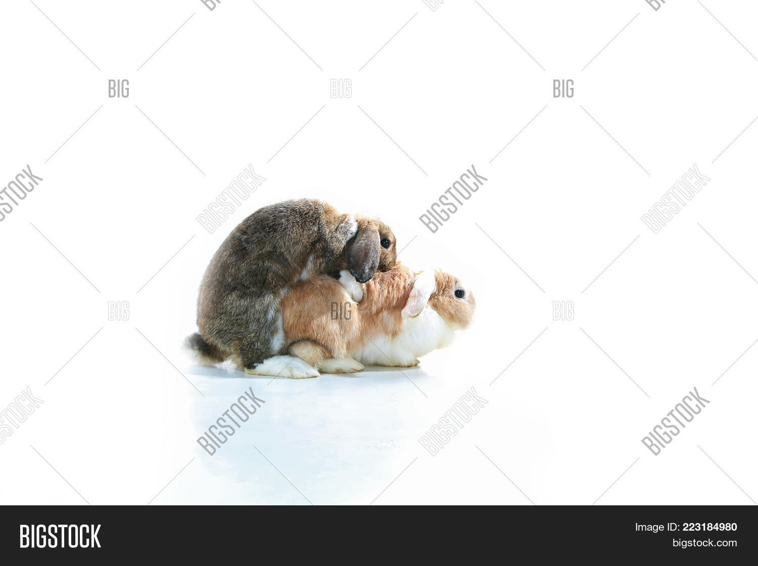 Rabbit Mating. Mini Image & Photo (Free Trial) | Bigstock