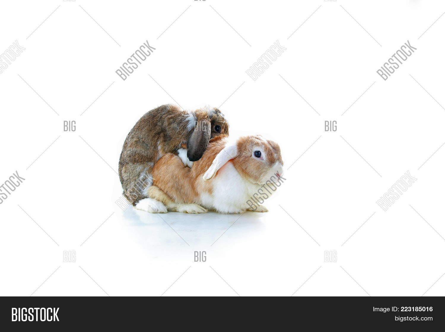 Rabbit Mating Mini Image And Photo Free Trial Bigstock