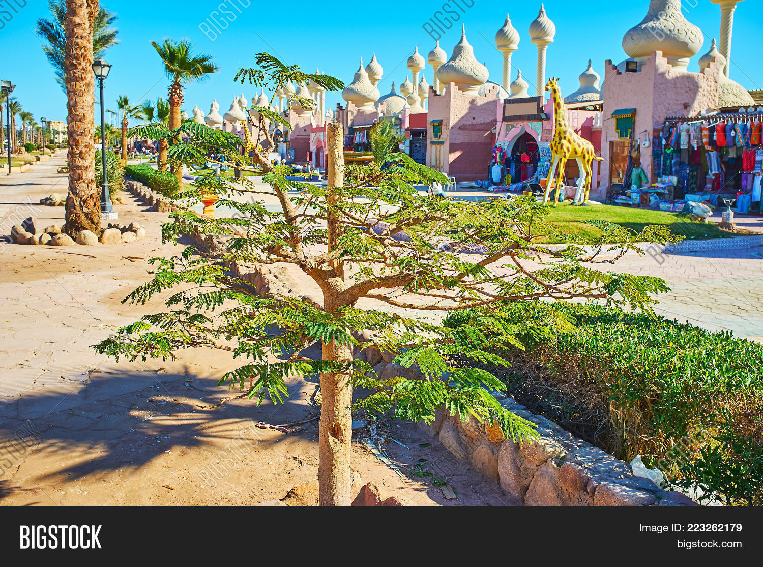 Young Acacia Tree Park Image & Photo (Free Trial) | Bigstock