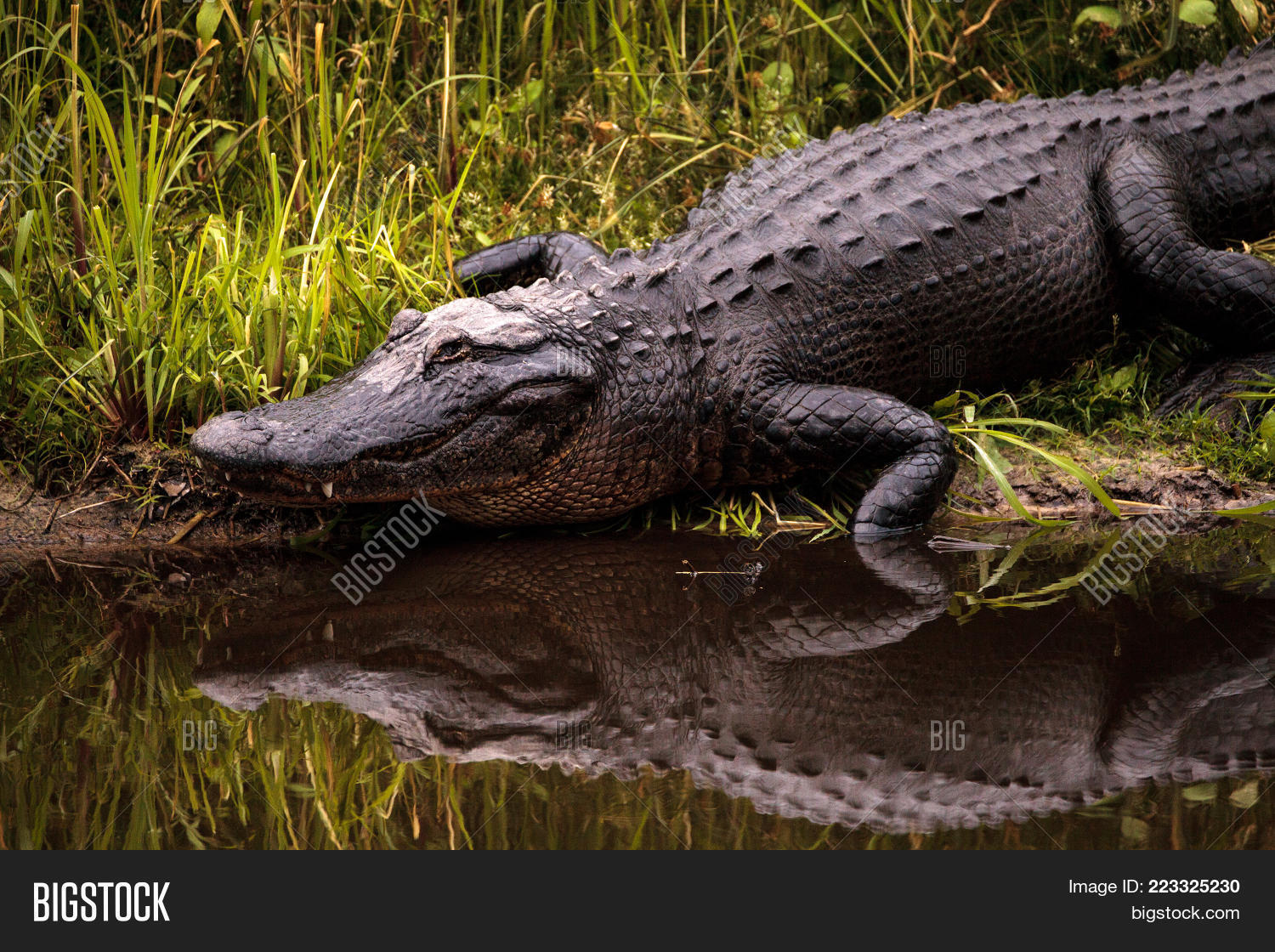 Large Menacing Image & Photo (Free Trial) | Bigstock