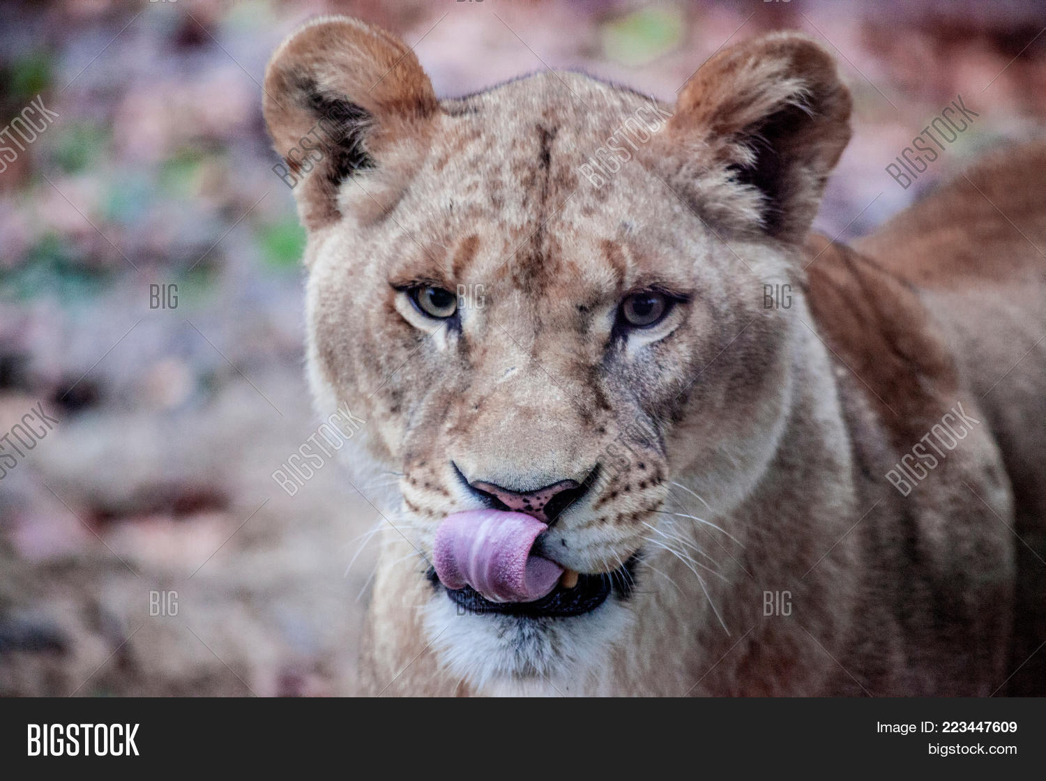 Female Ligra. Face Image & Photo (Free Trial) | Bigstock