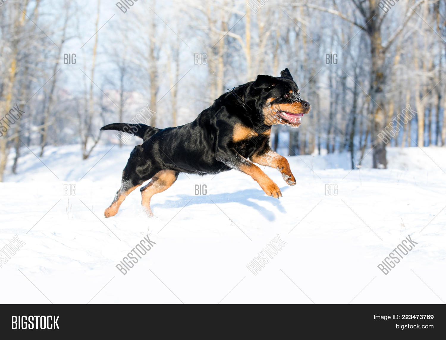 Rottweiler Plays Snow Image & Photo (Free Trial) | Bigstock