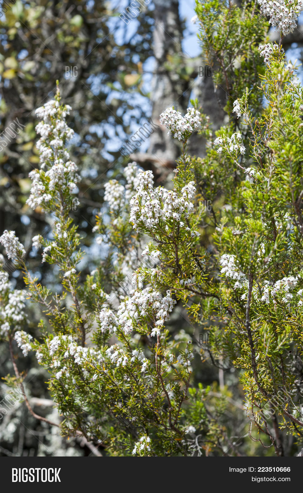 Flowers Tree Heath, Image & Photo (Free Trial) | Bigstock