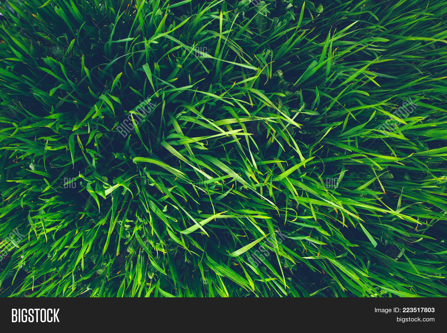 Grass Texture. Fresh Image & Photo (Free Trial) | Bigstock