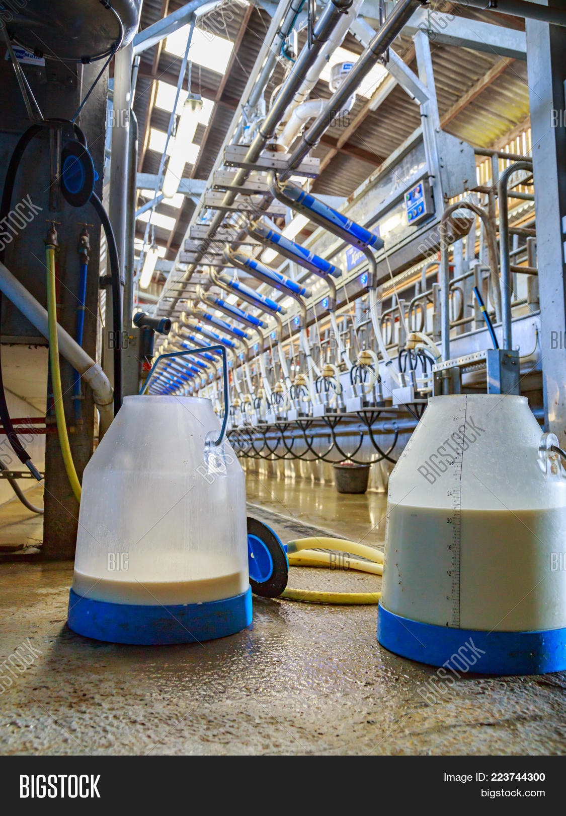 Milk Recovery Tank Cow Image & Photo (Free Trial) | Bigstock