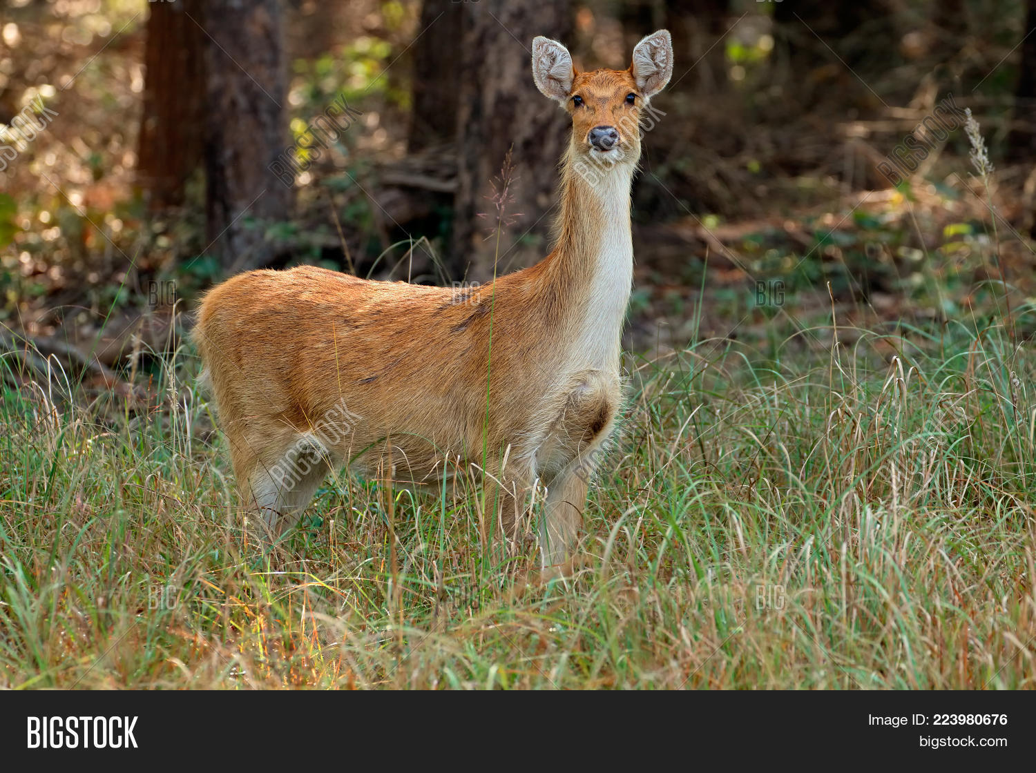 Female Barasingha Image & Photo (Free Trial) | Bigstock