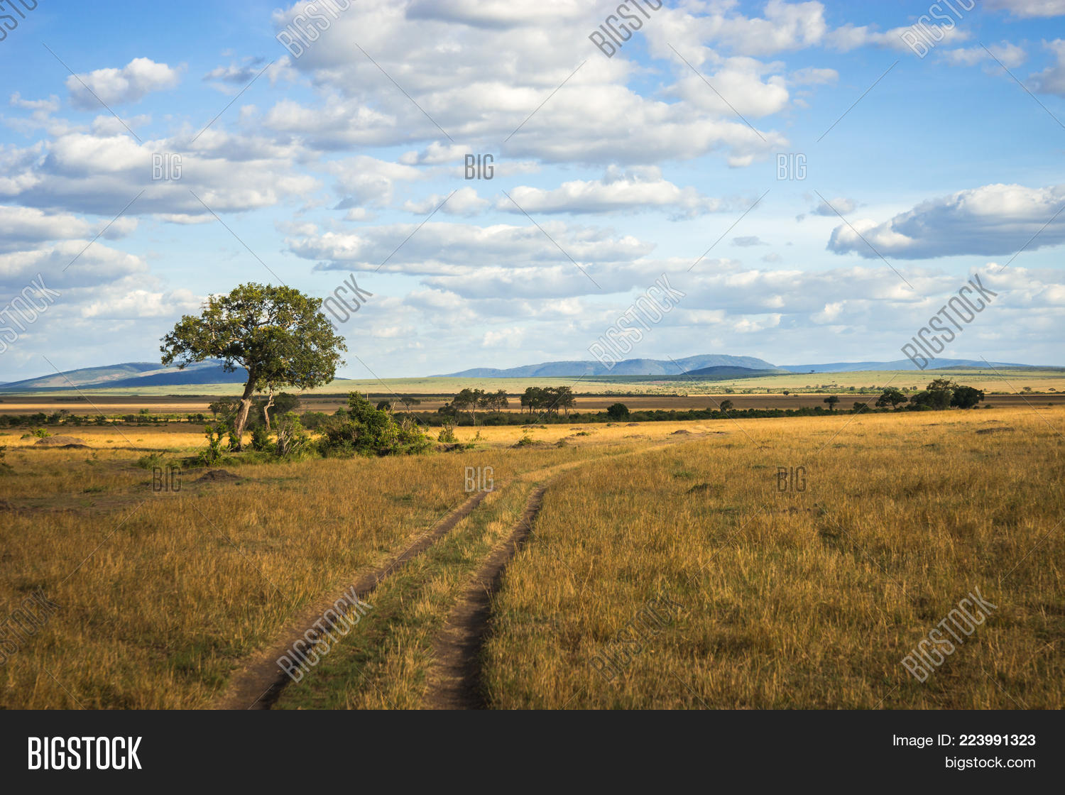 African Landscape Tree Image & Photo (Free Trial) | Bigstock
