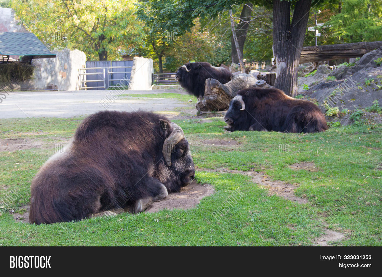 Imagen y foto Portrait Musk Ox (prueba gratis) | Bigstock