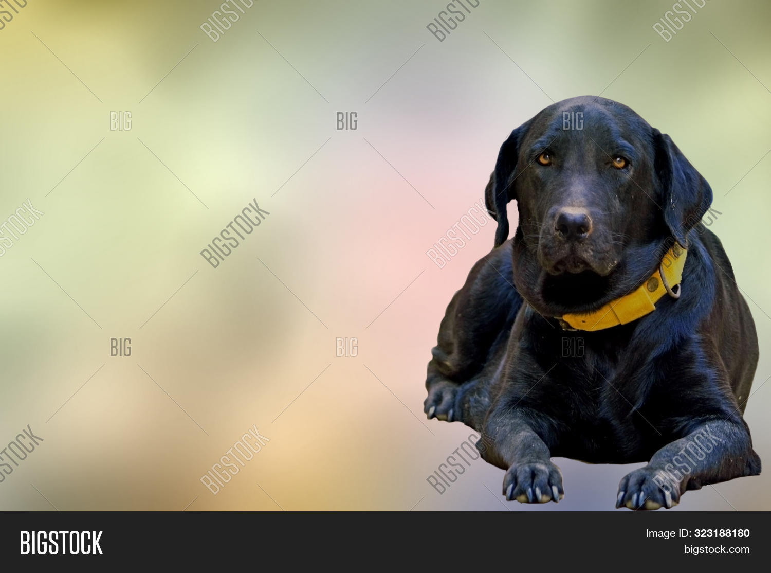Labrador Black Dog Image & Photo (Free Trial) | Bigstock