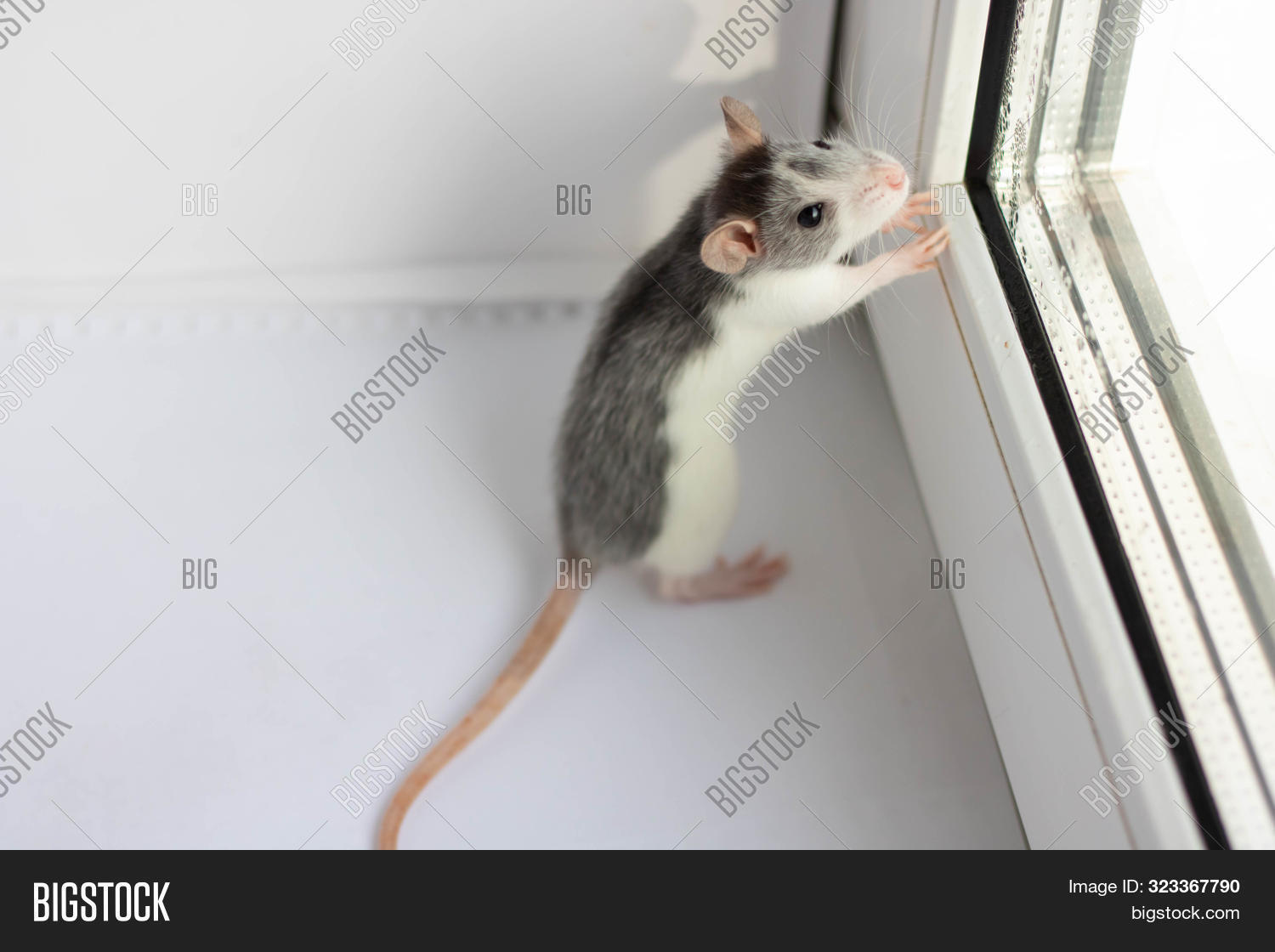 Little Fluffy Rat - Image & Photo (Free Trial) | Bigstock
