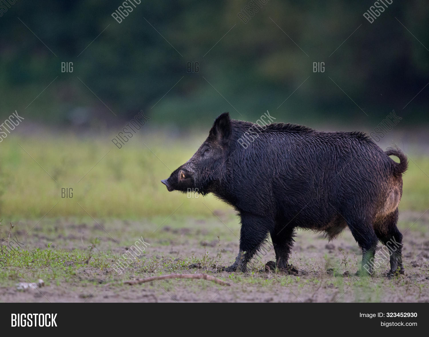 Wild Boar (sus Scrofa Image & Photo (Free Trial) | Bigstock