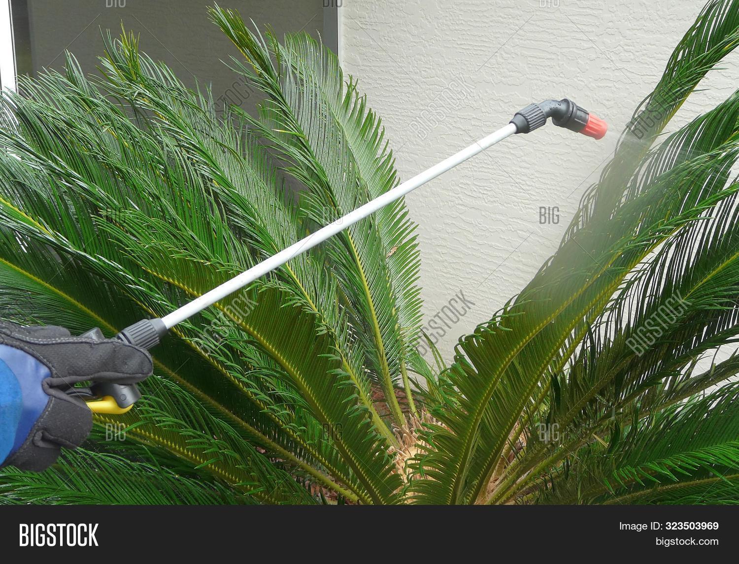 Sago Palm Scale Treatment Ideas