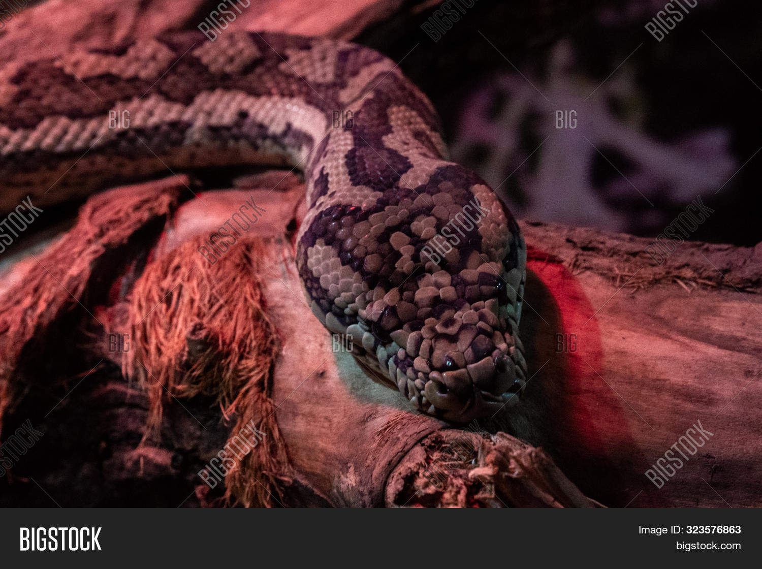 Morelia Spilota Image & Photo (Free Trial) | Bigstock