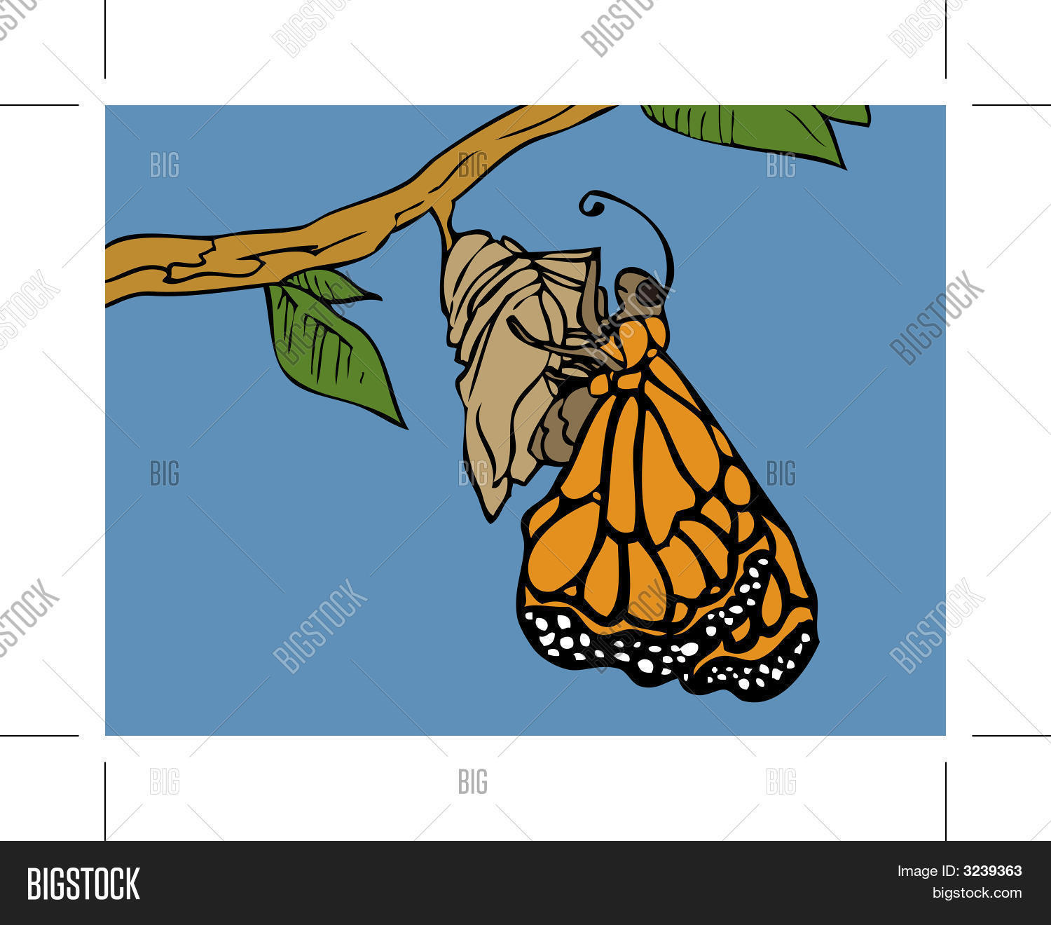 Butterfly Emerging From Cocoon Animation