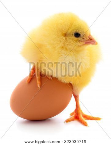 Chicken Egg. Chicken Image & Photo (Free Trial) | Bigstock