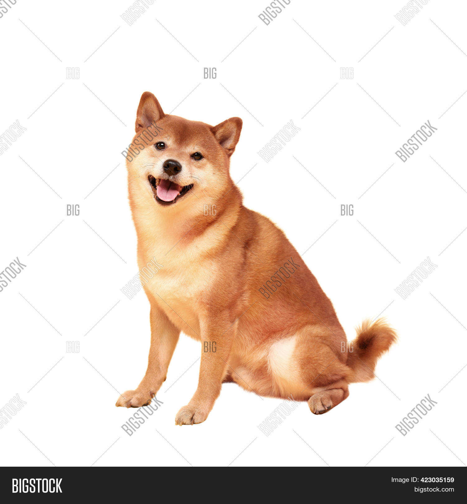 Happy Shiba Inu Dog On Image & Photo (Free Trial) | Bigstock