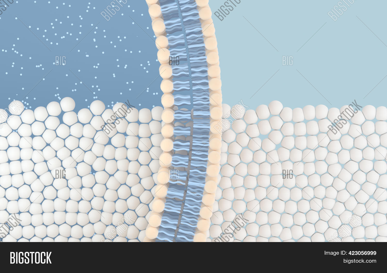 Cell Membrane Blue Image & Photo (Free Trial) | Bigstock