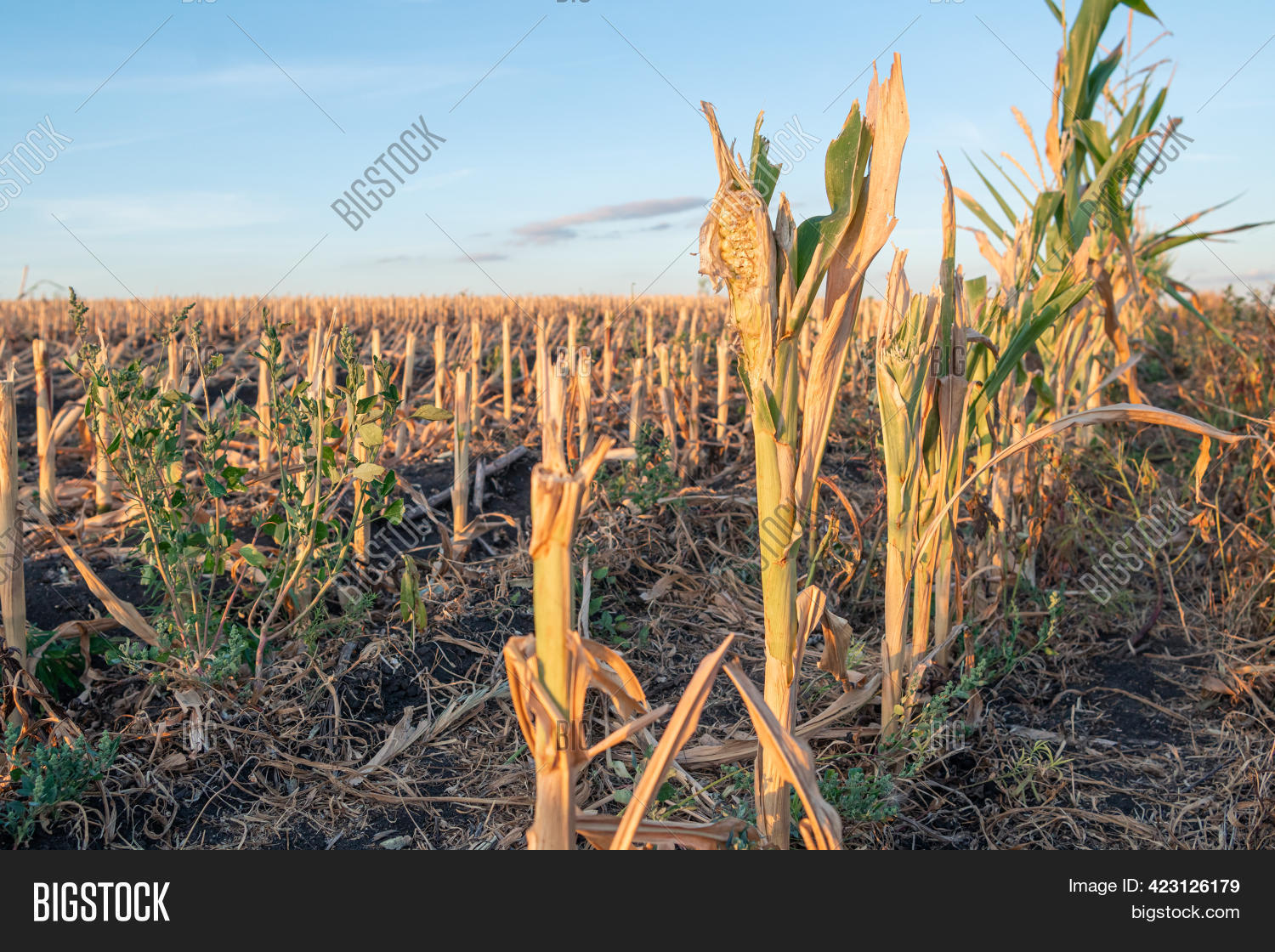 Cut Corn Stubble Chaff Image & Photo (Free Trial) | Bigstock