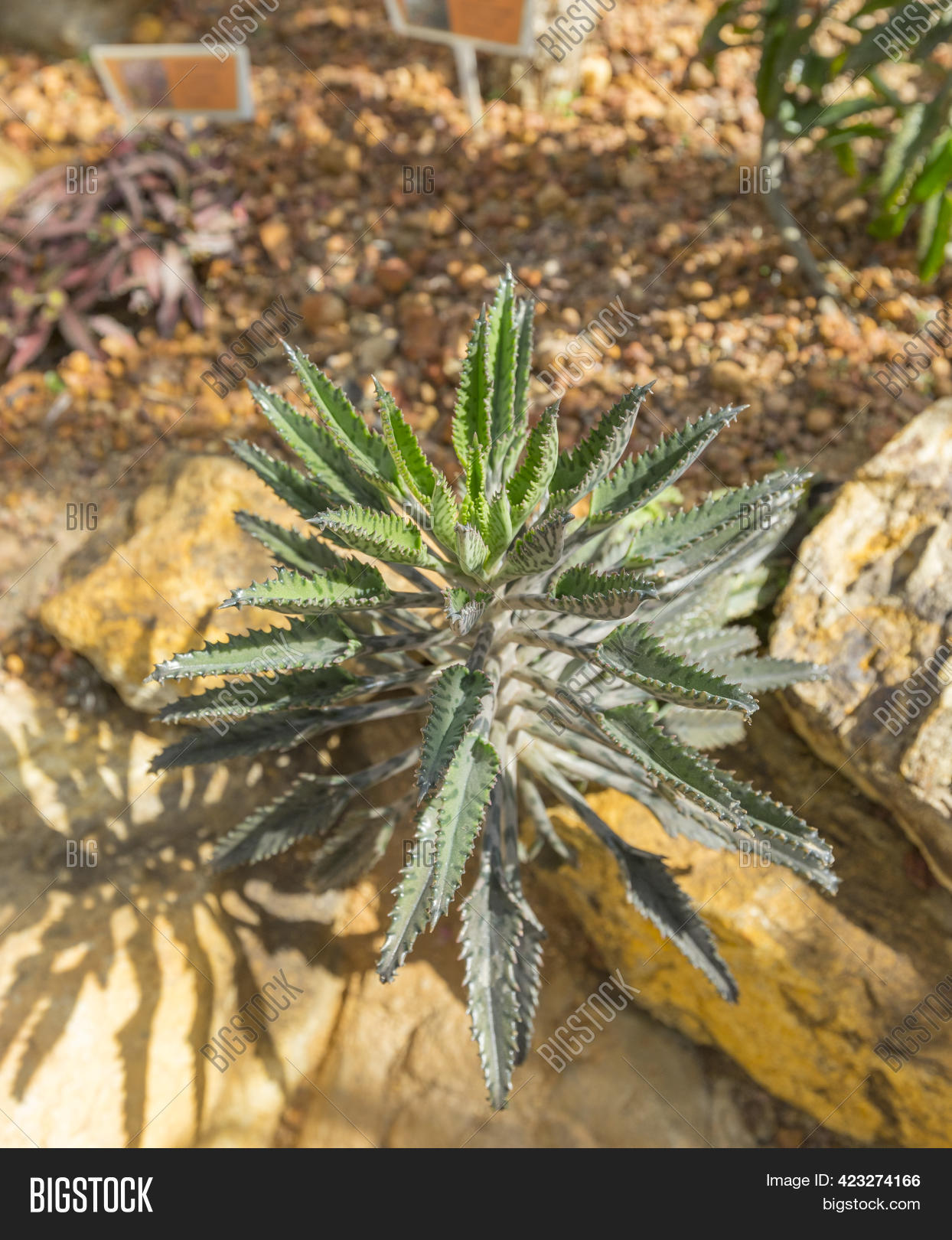 Mother Millions Hybrid Image & Photo (Free Trial) | Bigstock