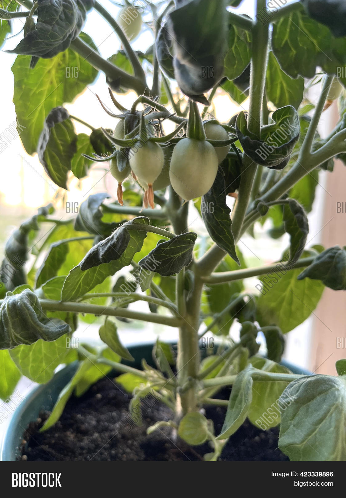 Balcony Garden. Tomato Image & Photo (Free Trial) | Bigstock