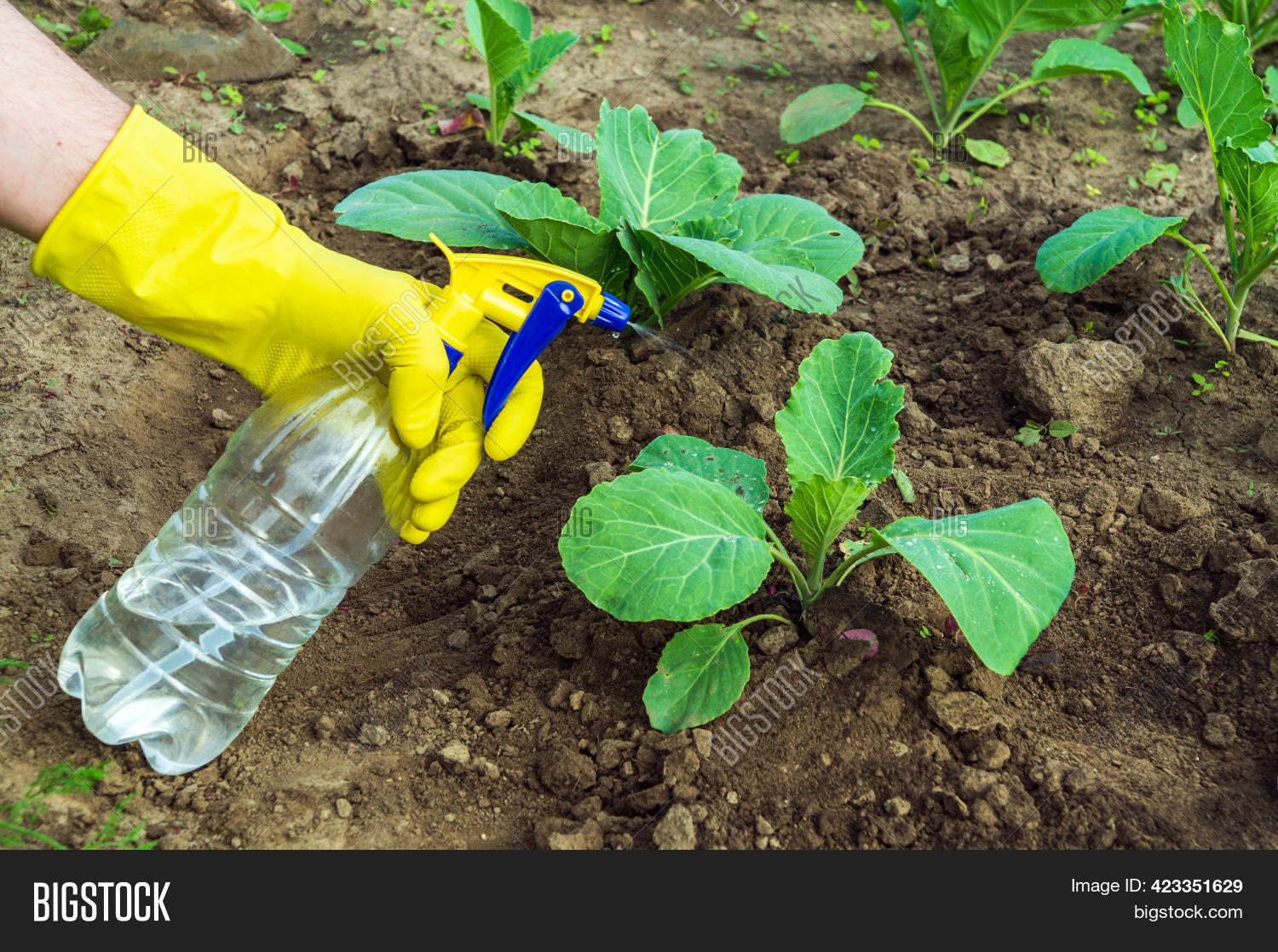 Treatment Cabbage Image & Photo (Free Trial) | Bigstock