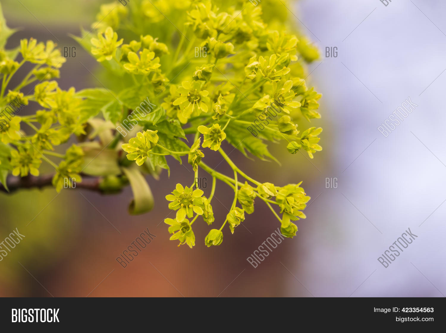 Blooming Norway Maple Image & Photo (Free Trial) | Bigstock