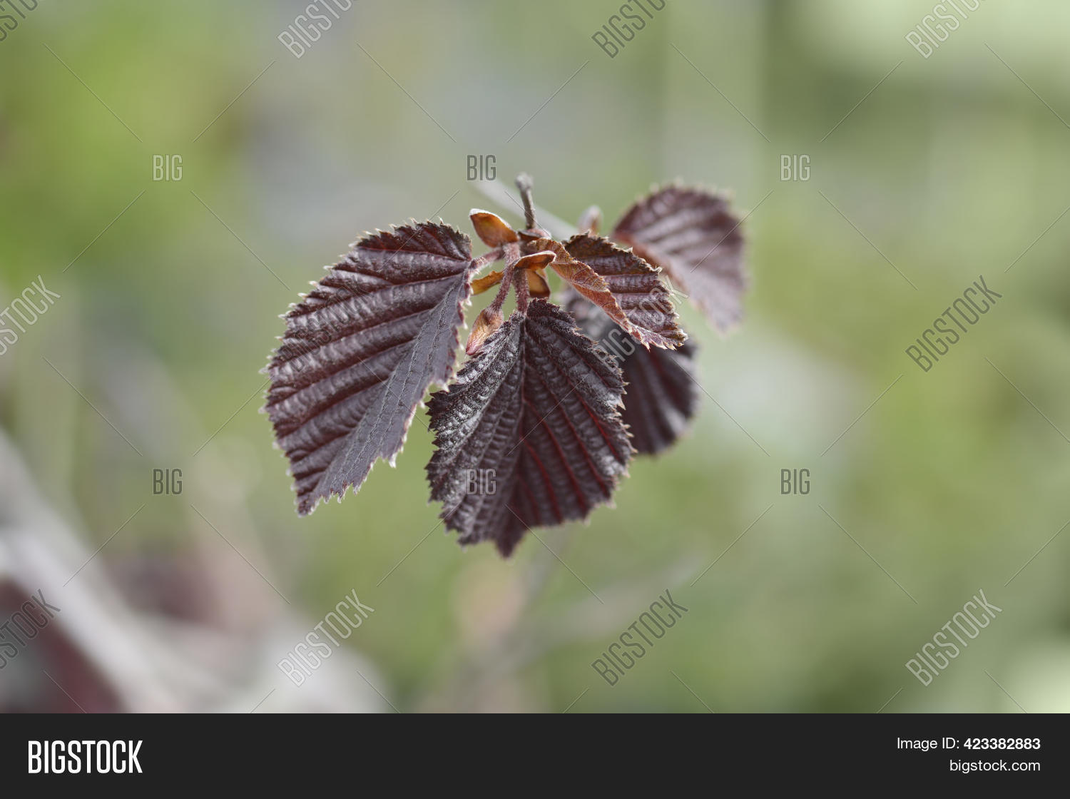 Purple Hazel New Image & Photo (Free Trial) | Bigstock