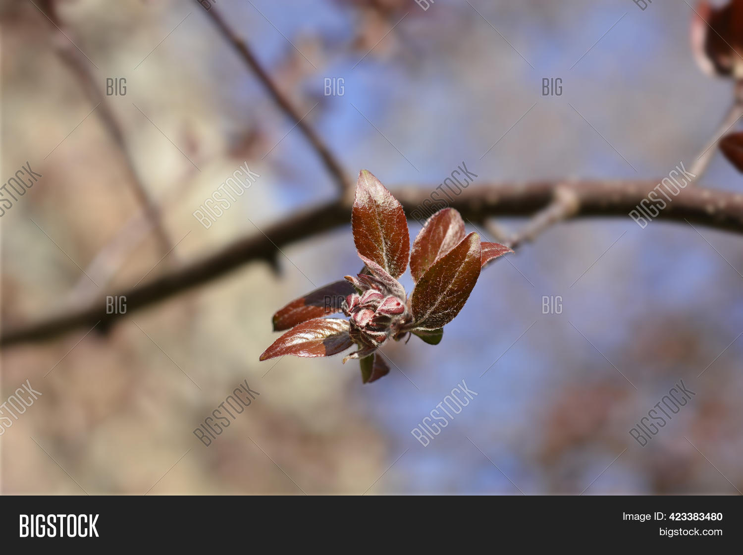 Purple Crab Apple Tree Image & Photo (Free Trial) | Bigstock