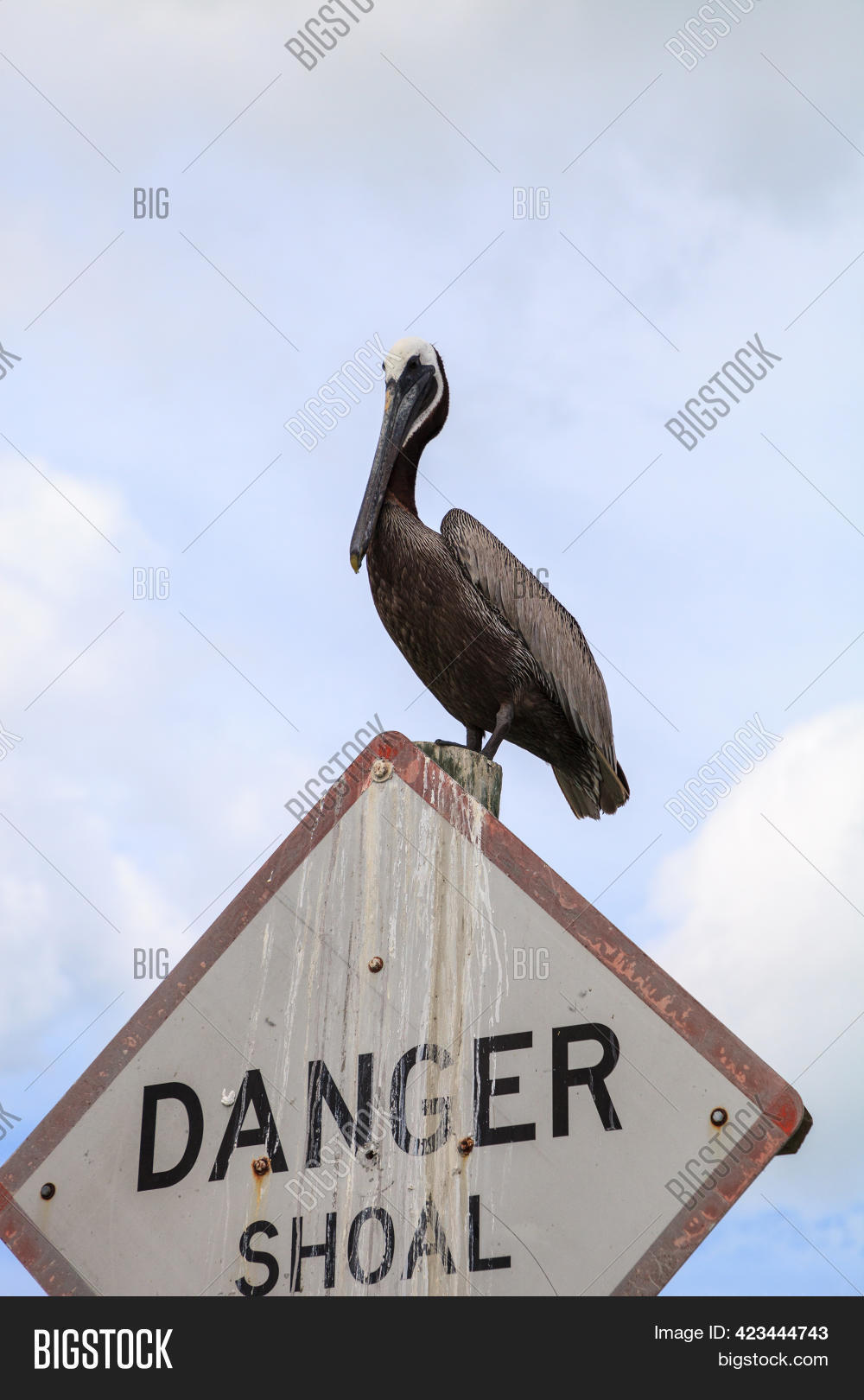 Large Pelican Image & Photo (Free Trial) | Bigstock
