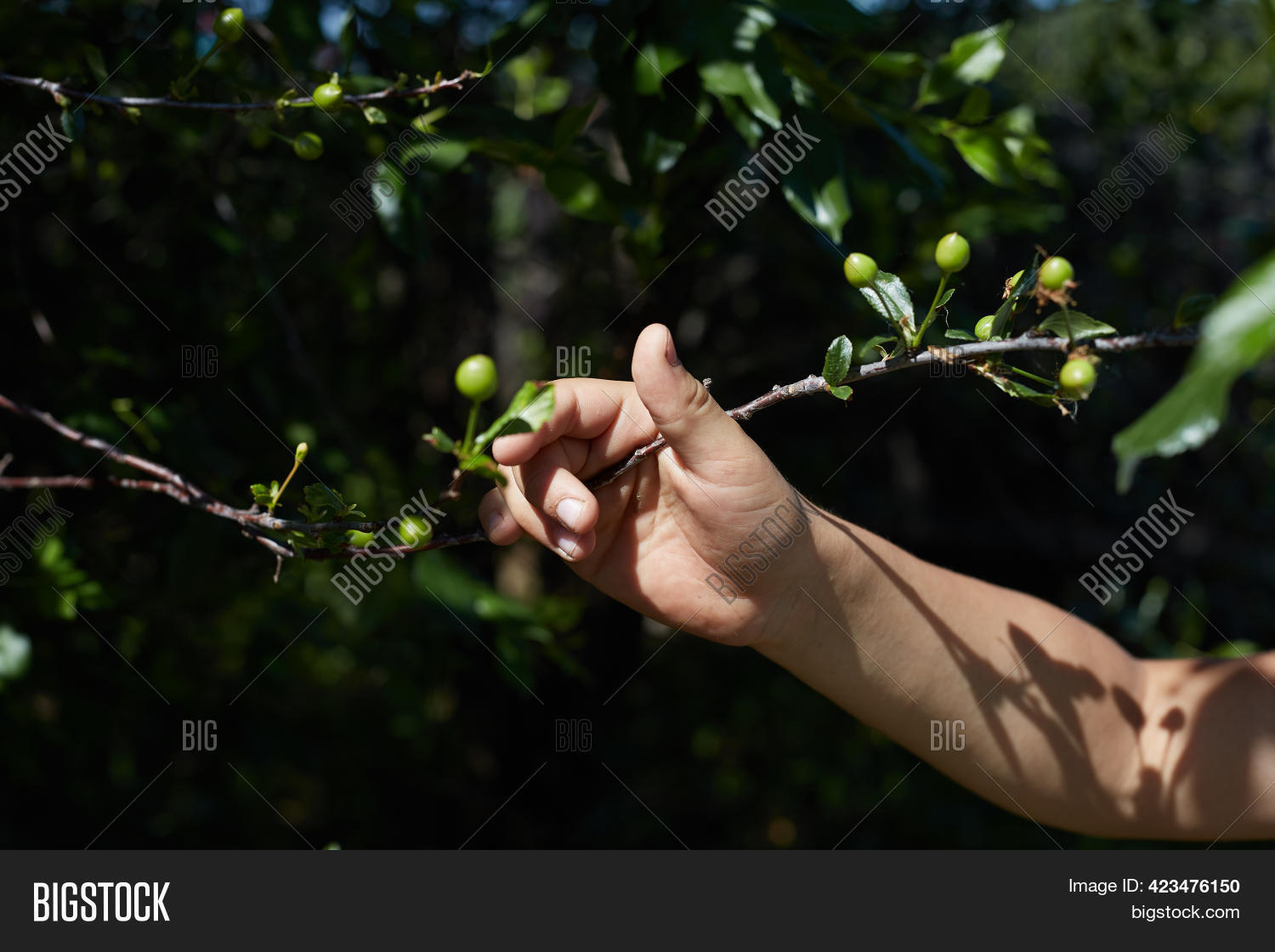 Hand Holds Branch Image & Photo (Free Trial) | Bigstock