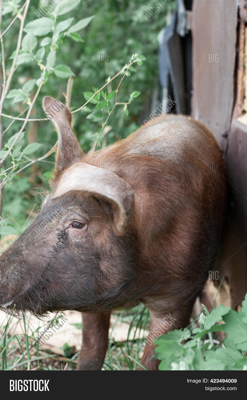 Piglet Dark Brown Hair Image & Photo (Free Trial) | Bigstock